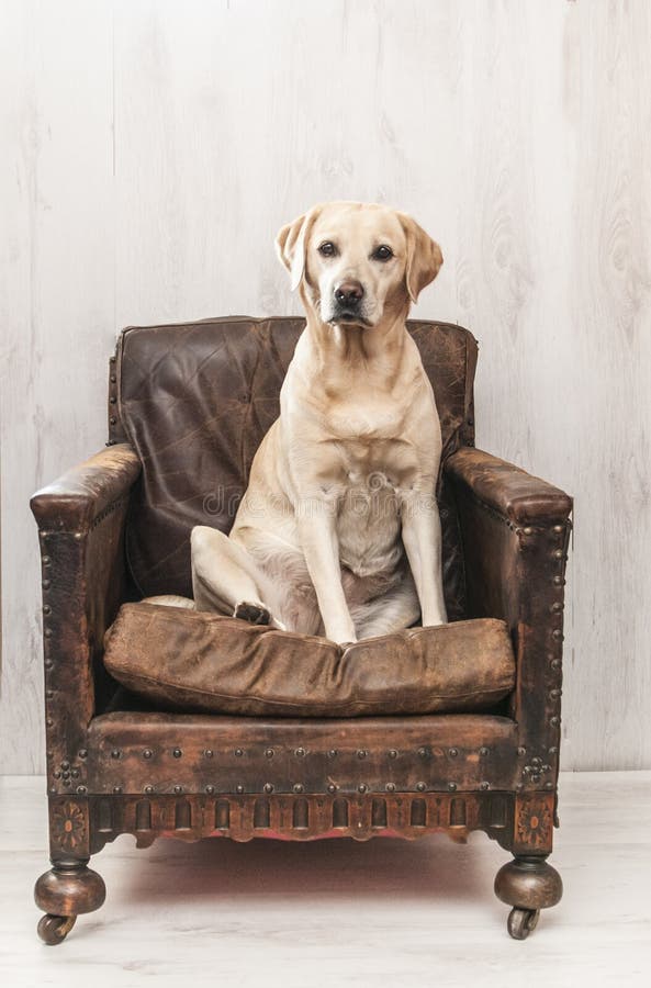 Labrador on vintage chair stock photo. Image of chair - 60152466