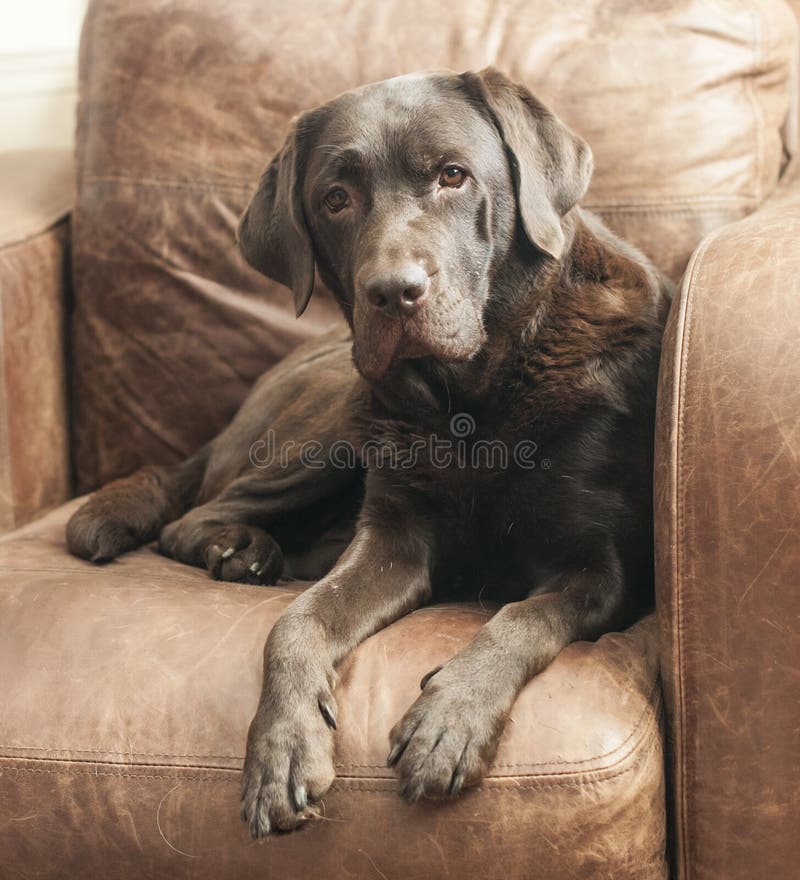 Labrador on vintage chair stock image. Image of aging - 60319203