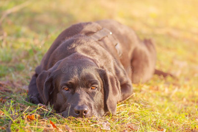 A Black Labrador Retriever Dog is Lying on the Grass. Labrador on a ...