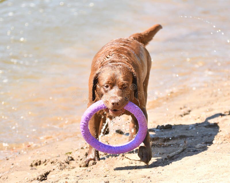 Labrador on a Walk by the River Stock Image - Image of funny, canine ...