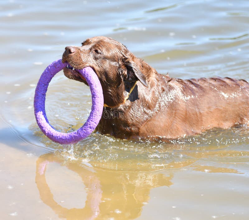 Labrador on a Walk by the River Stock Image - Image of playful, summer ...