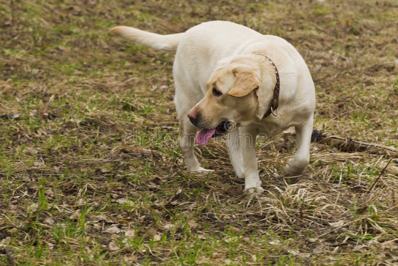 Labrador Walking in the Park Stock Image - Image of sticking, labrador ...