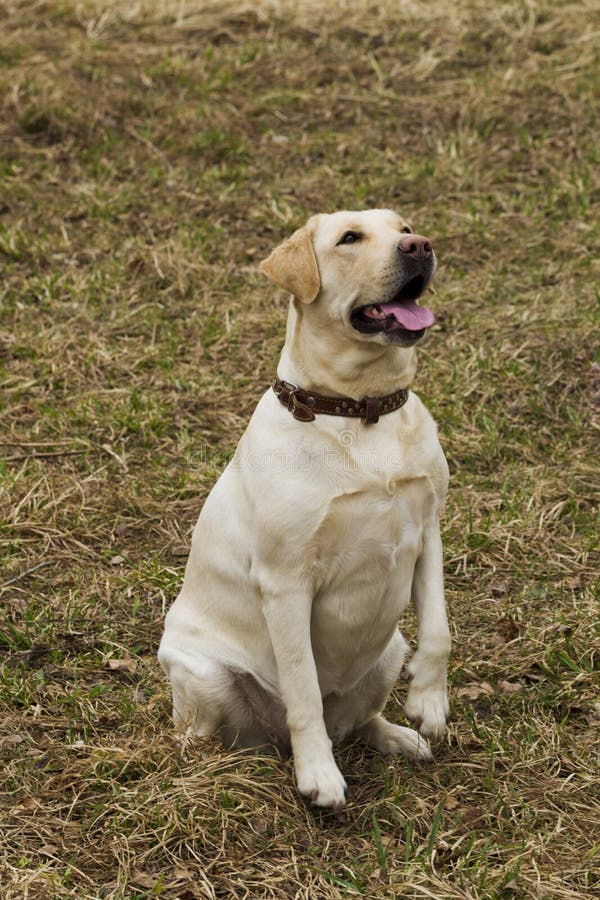 Labrador Walking in the Park Stock Image - Image of light, looking ...