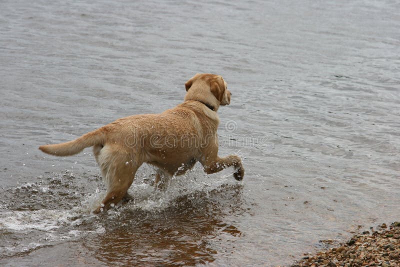 Labrador in Water stock photo. Image of walk, golden, playful - 5687584
