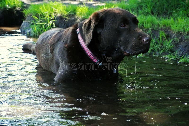 Labrador in water stock photo. Image of water, playful - 96584156