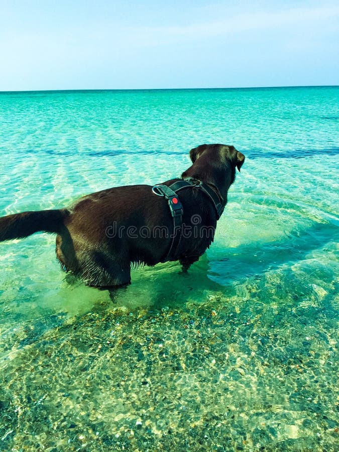 Labrador in the water! stock image. Image of south, ocean - 56823879