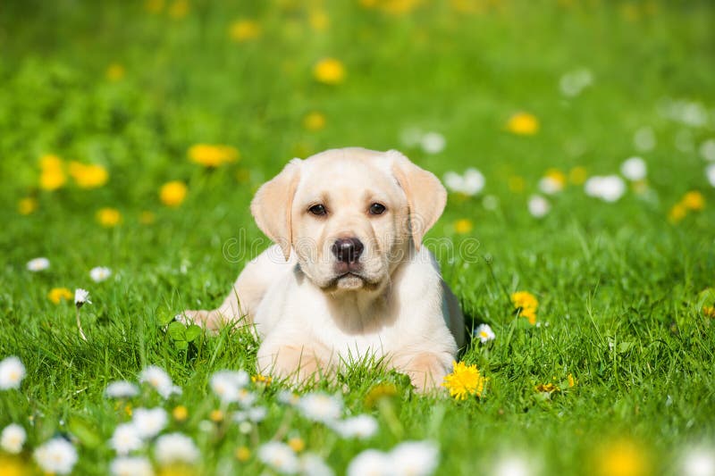 Labrador Puppy Lying in a Spring Meadow Stock Image - Image of copy ...