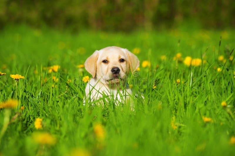 Labrador Puppy Lying in a Spring Meadow Stock Photo - Image of flowers ...