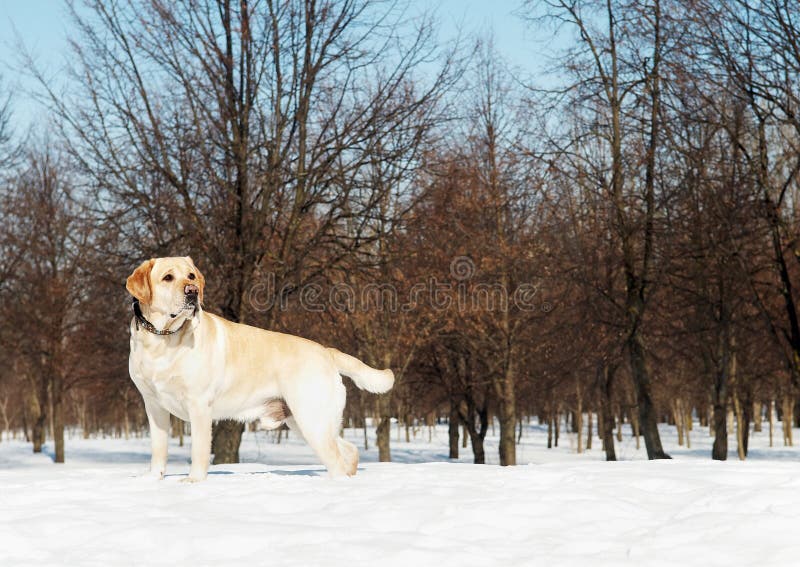 Labrador at winter stock photo. Image of snout, doggy - 17405342