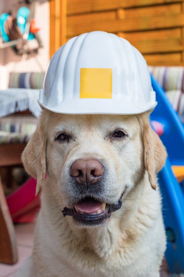 Labrador worker stock photo. Image of friend, helmet - 54210324