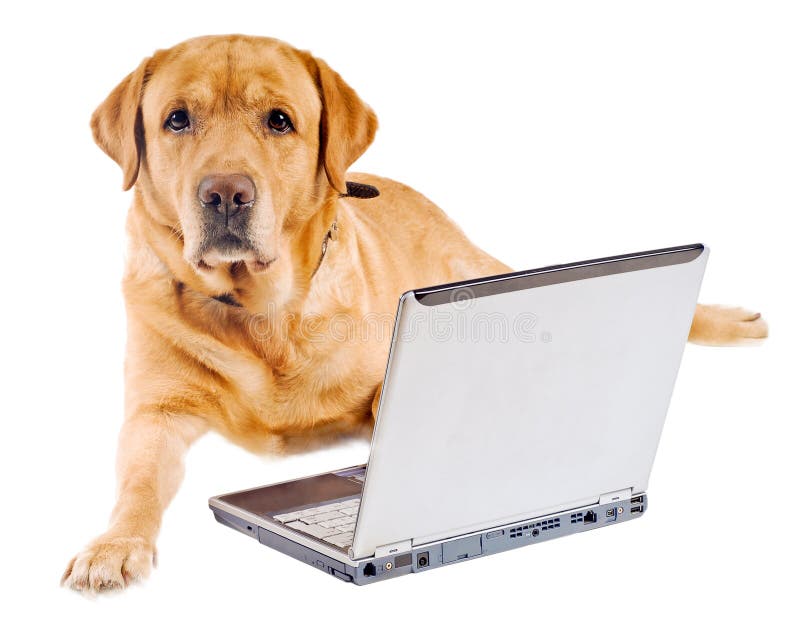 Business Concept Pet Dog Using Laptop Computer Stock Photo - Image of ...