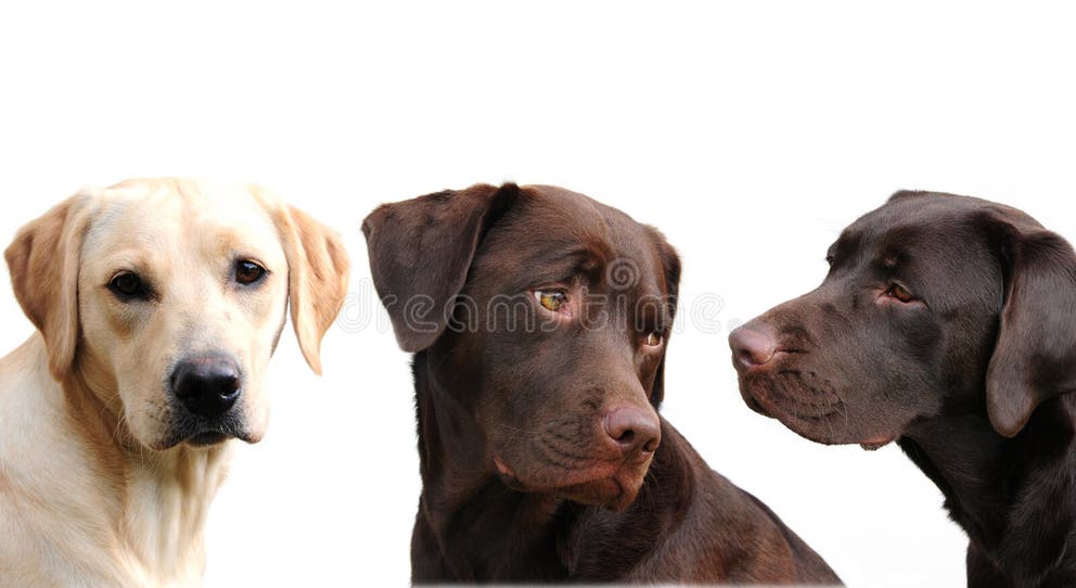 139 Yellow Lab Head Shot Stock Photos - Free & Royalty-Free Stock ...