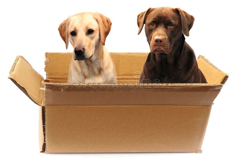 Jolly Family moving house stock image. Image of horizontal - 12401851