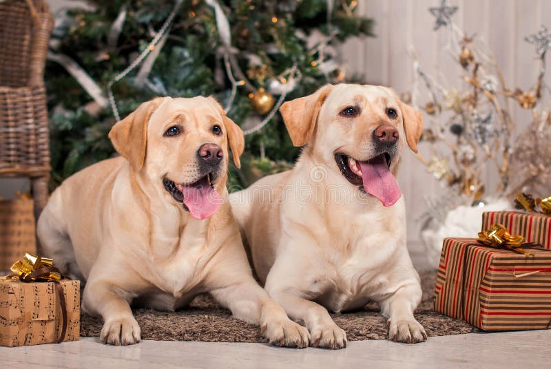 Labradors stock photo. Image of labrador, christmas, anticipation ...