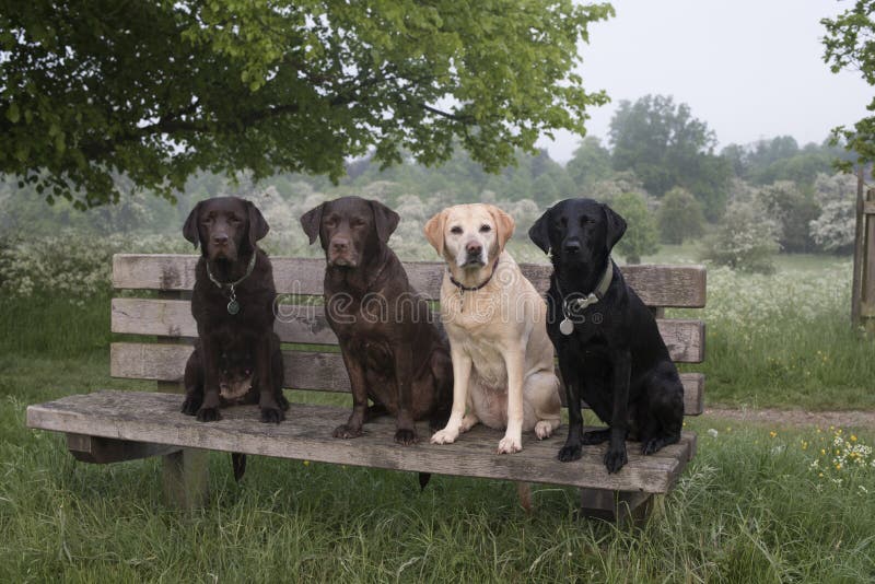 4 labradors stock image. Image of sisters, labradors - 71948891