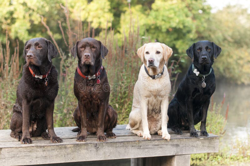 Labradors stock image. Image of puppy, labradors, four - 59811183