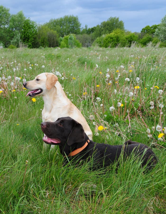 Labradors in a meadow stock image. Image of teamwork, clouds - 9239225