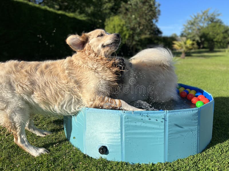 The Labradors Playing in a Dog Pool with Balls Stock Image - Image of ...