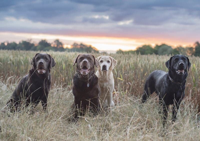 Four lovely labradors stock photo. Image of flower, cute - 138703316
