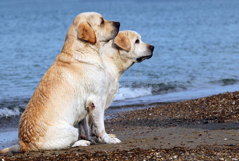 Labradors at the sea stock image. Image of cute, sand - 44809435