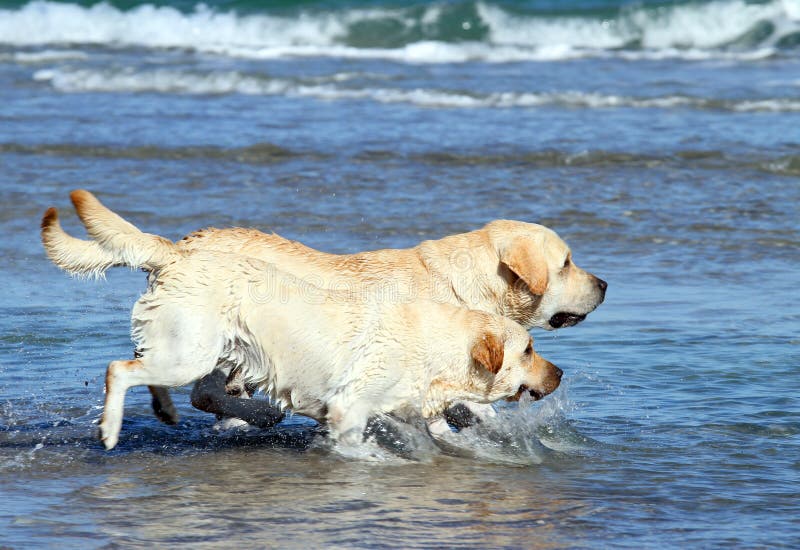 Labradors at the sea stock image. Image of breed, white - 61412829