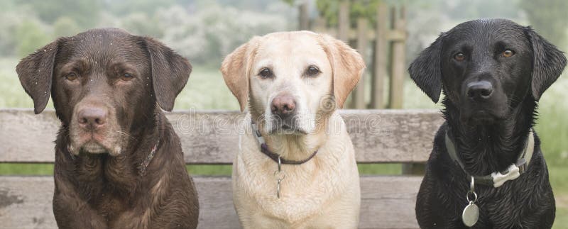 3 labradors stock image. Image of chair, summer, dogs - 71948145