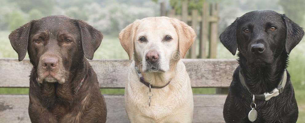 3 labradors stock image. Image of chair, summer, dogs - 71948145