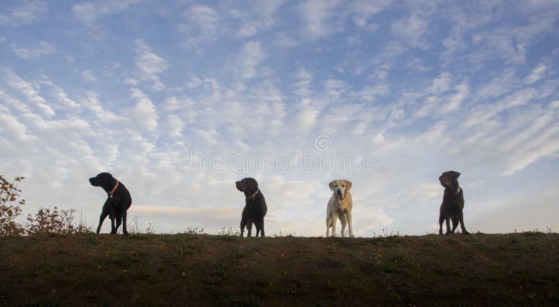 4 labradors stock image. Image of four, gundog, working - 79624303