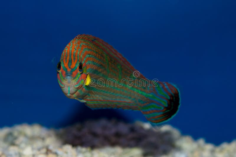 Labro Comune Del ` S Di Hoeven Immagine Stock - Immagine di marino, più ...