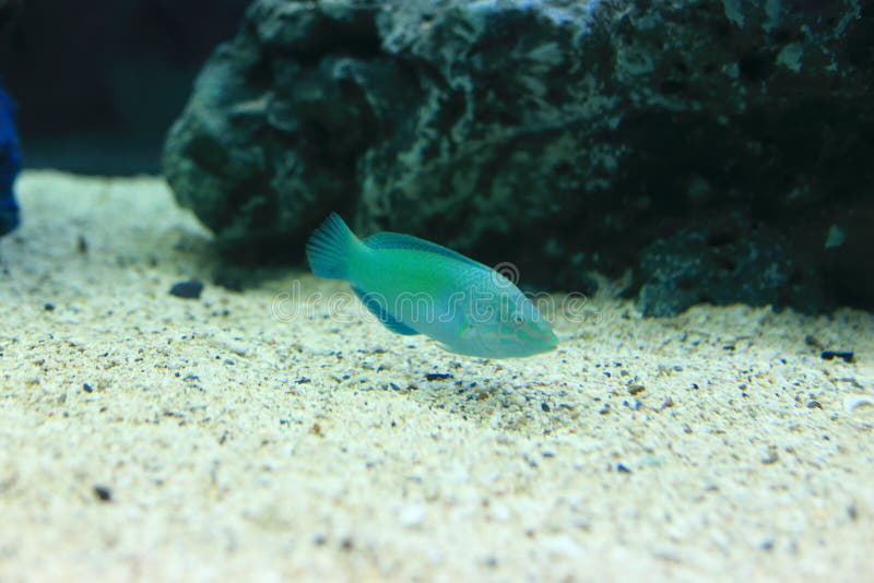 Lunare Del Thalassoma Del Pesce Del Labro Comune Della Luna Fotografia ...