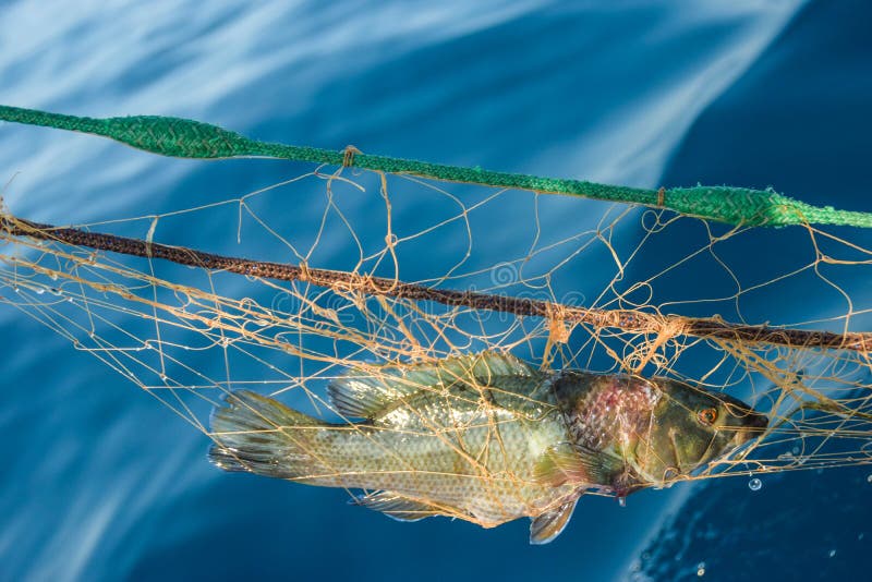 Pesce Del Labro Comune Di Brown in Foto Subacquea Della Spiaggia ...