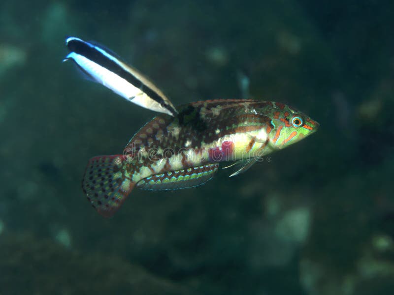 Labro Comune Di Corallo Del ` S Di Klunzinger Del Pesce Fotografia ...