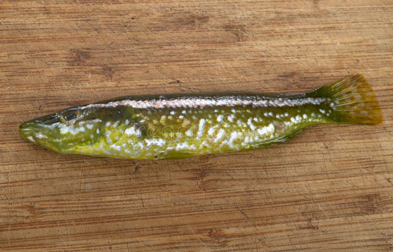 138 Labrus Stock Photos - Free & Royalty-Free Stock Photos from Dreamstime