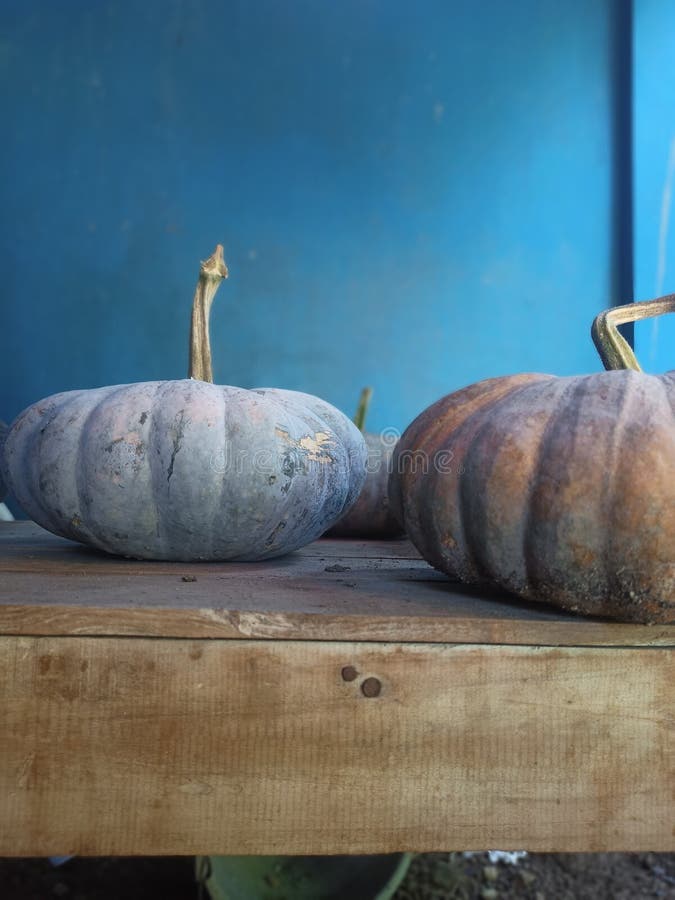 Labu indonesia stock photo. Image of green, labu, pumpkin - 213853858