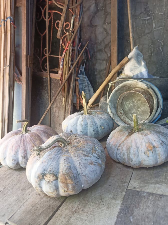 Labu indonesia stock image. Image of trees, vegetables - 213853867