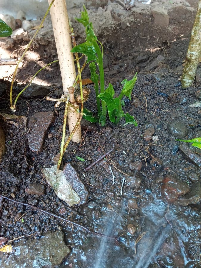 Labu Siam Fruit from Indonesia Stock Photo - Image of labu, fruit ...