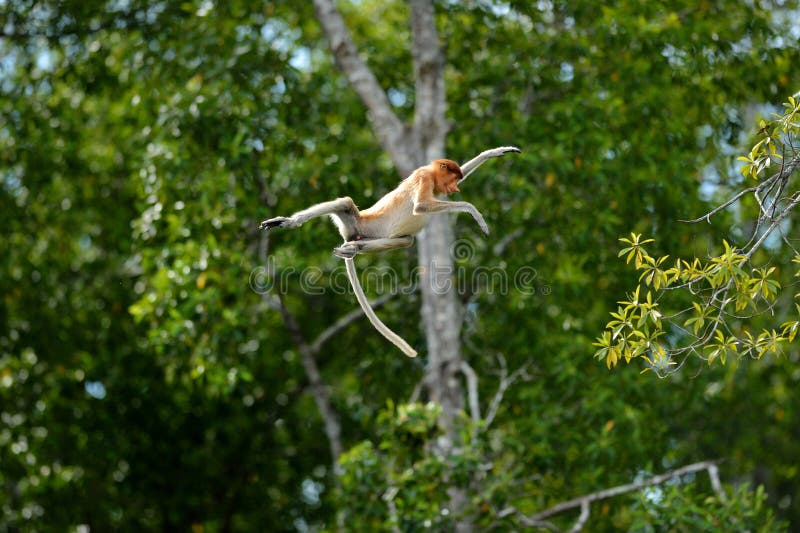 Labuk Bay Proboscis Monkey Sanctuary Editorial Stock Image - Image of ...