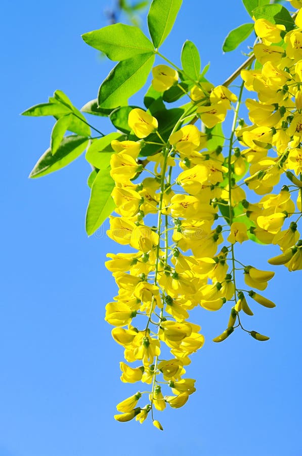 Laburnum stock image. Image of branch, twig, macro, yellow - 24819269
