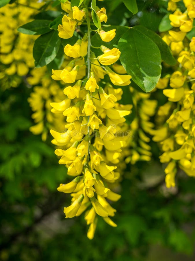 Laburnum Anagyroides Golden Rain Chain Ornamental Shrub Branches In