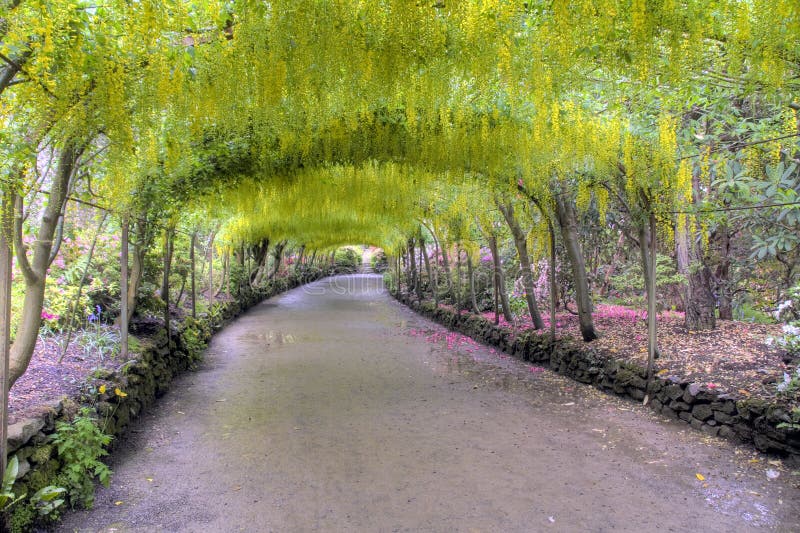Laburnum Arch in Full Bloom Stock Image - Image of laburnum, bloom: 9434145