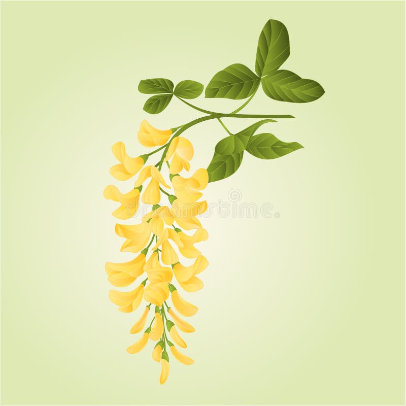 Laburnum Branch Decorative Shrub Stock Illustration - Illustration of ...