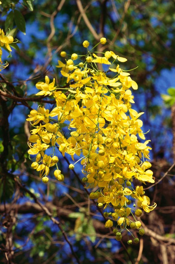 Indian Laburnum Flower Yellow Color India Stock Photo - Image of ...