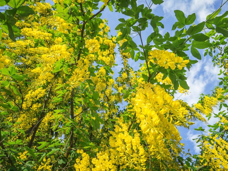 Laburnum stock image. Image of cassia, floral, laburnum - 31380805