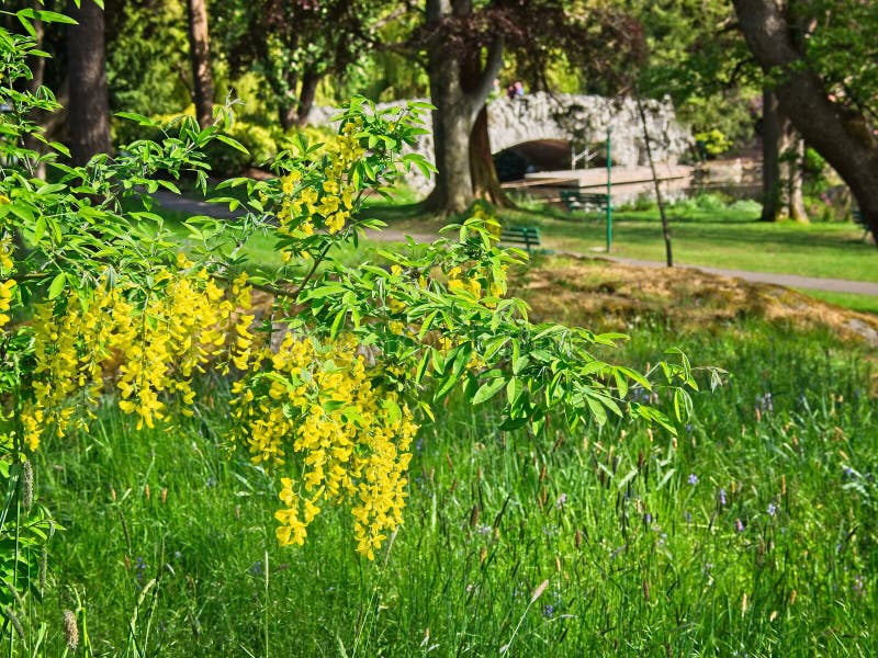 Laburnum in the park stock image. Image of anagyroides - 139039145