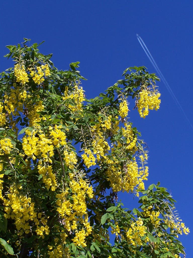 2,858 Laburnum Tree Stock Photos - Free & Royalty-Free Stock Photos ...