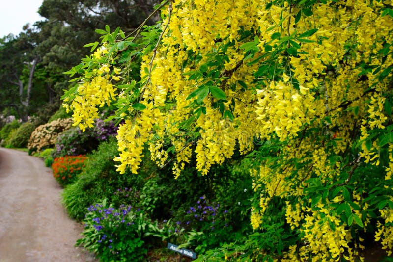 Laburnum tree stock photo. Image of plant, blooming, blossom - 5803364
