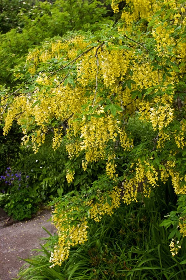 Laburnum tree stock photo. Image of plant, blooming, blossom - 5803364