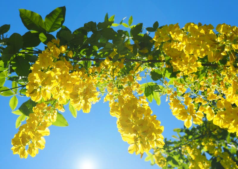 Laburnum Tree - Laburnum Vossii Stock Photo - Image of flower, nature ...