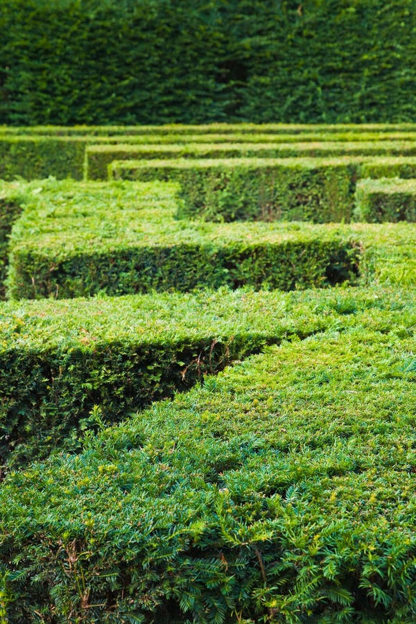 Shrubs Maze stock image. Image of pattern, daytme, nature - 5134383