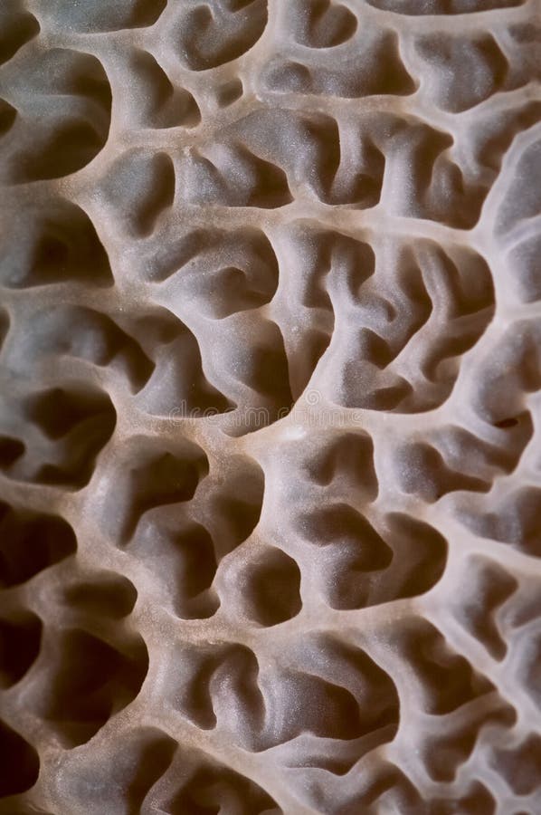 Inside a Mushroom stock image. Image of organic, healthy - 17647659